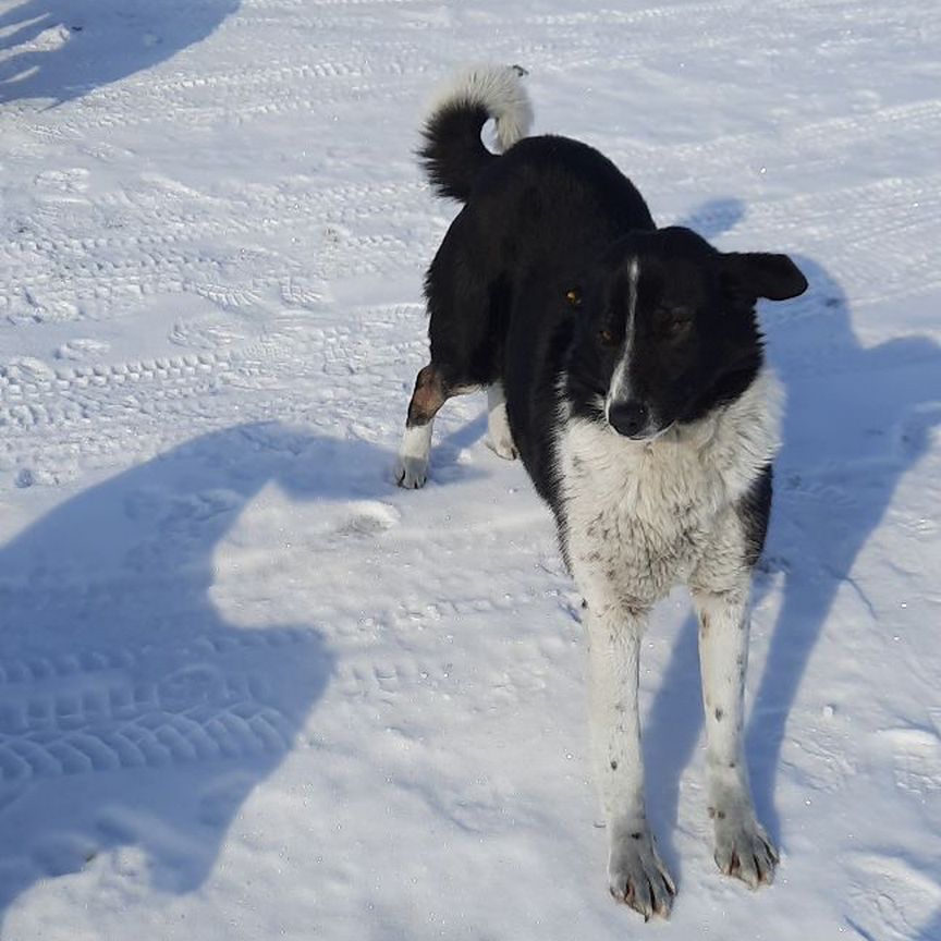 Собака в добрые руки отдам бесплатно