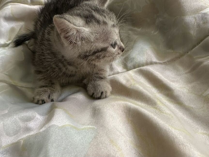 Хорошеньких котят отдам в хорошие руки