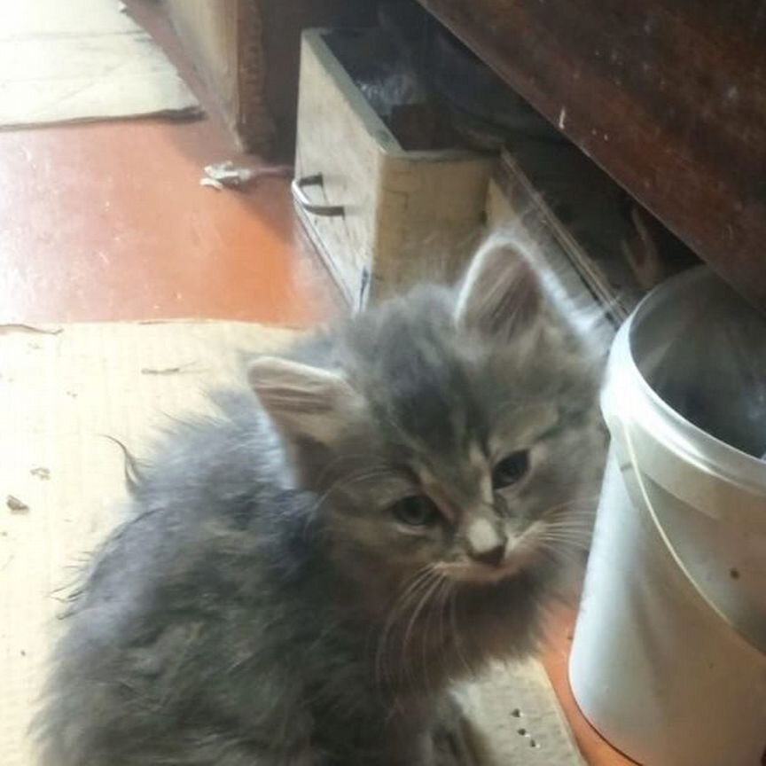 Котик 1.5 месяца в добрые руки