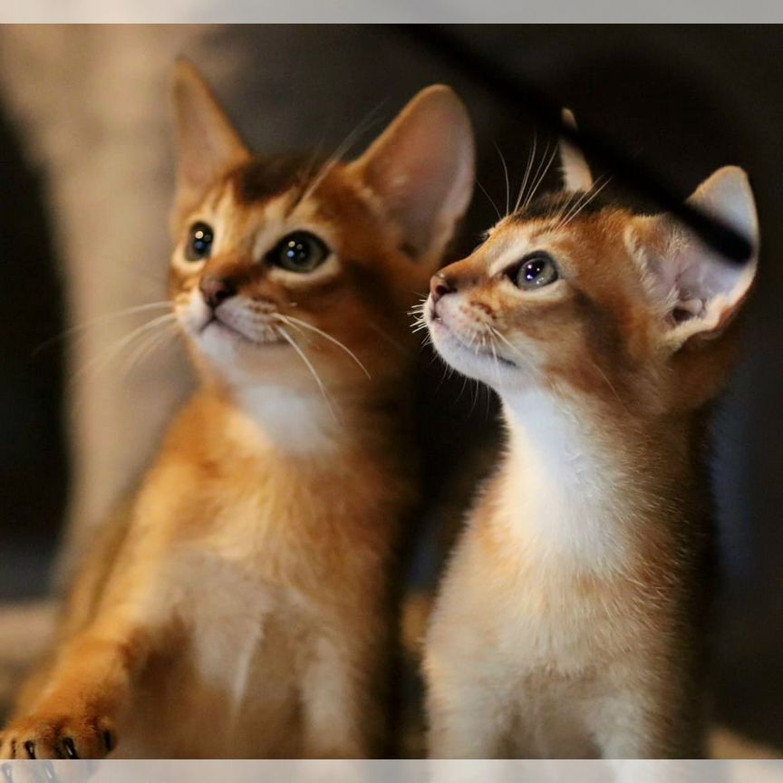 Абиссинские котята