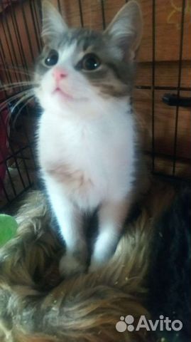 Ласкуша Ричи, 3 месяца