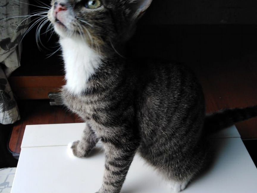 Элегантный мальчик полосатый котенок СПб