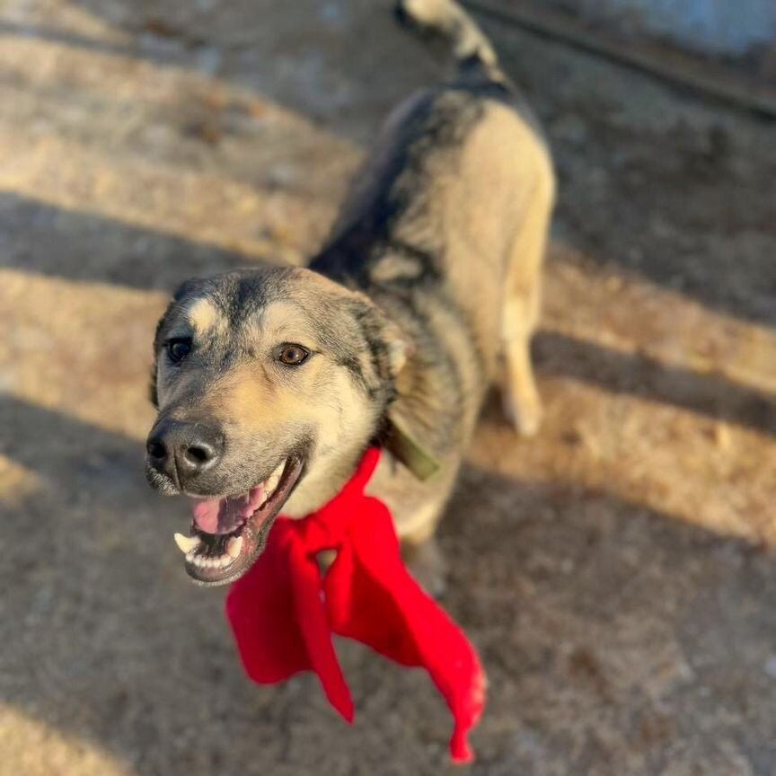 Щенок в семью