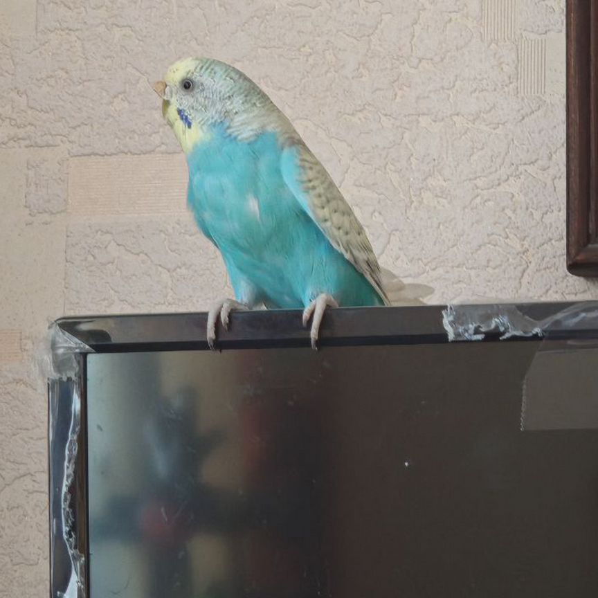 Волнистый попугай с клеткой