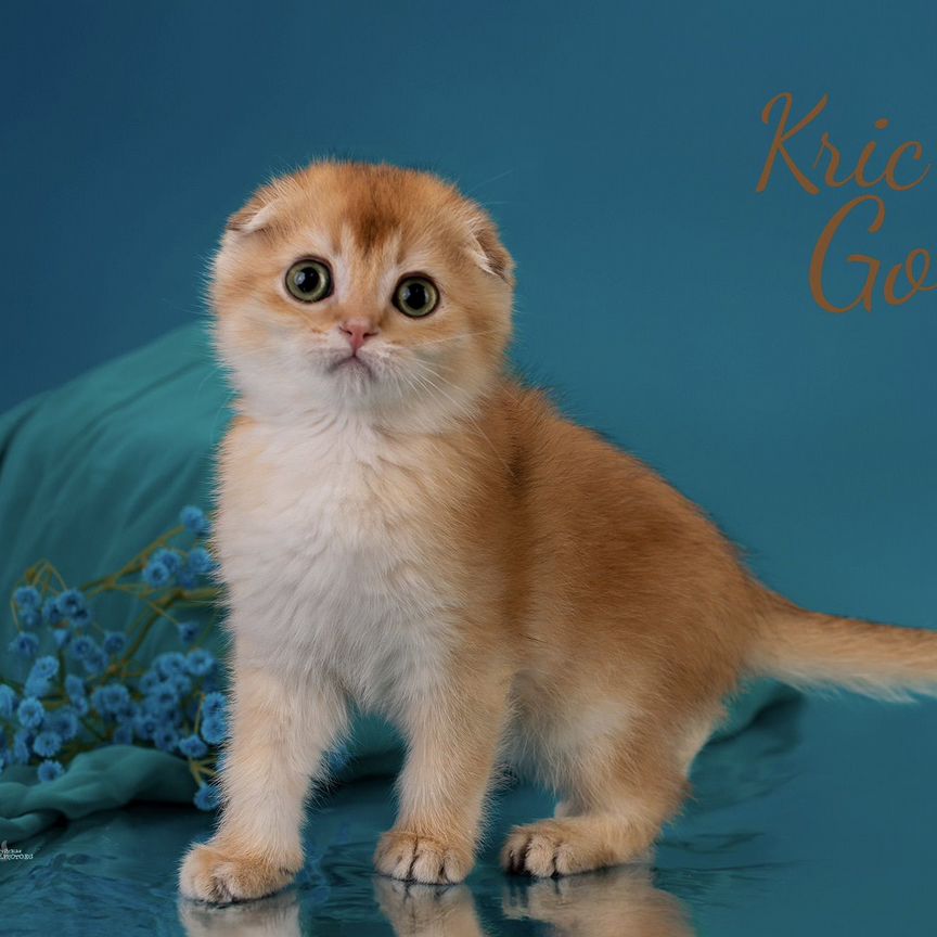 Кошка золотая шиншилла