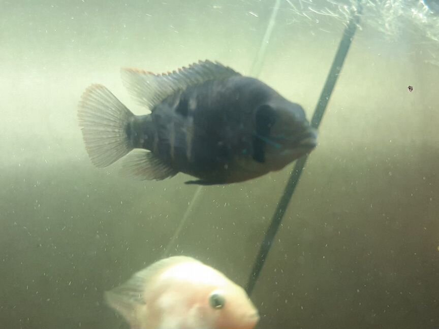 Акара бирюзовая