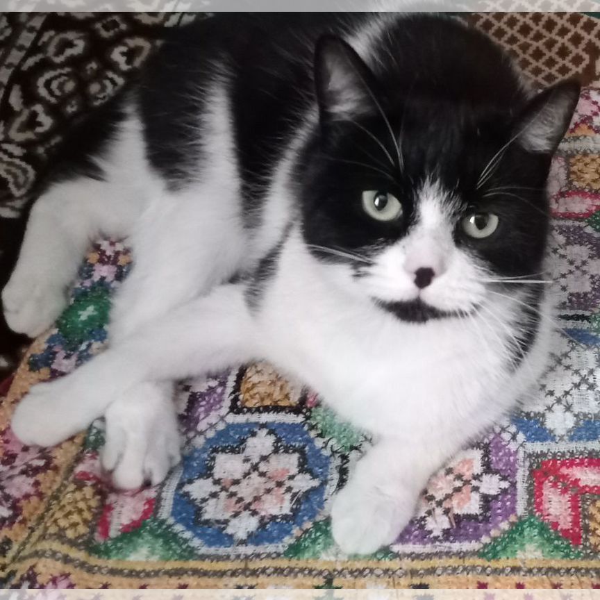 Взрослая, кошка в добрые руки