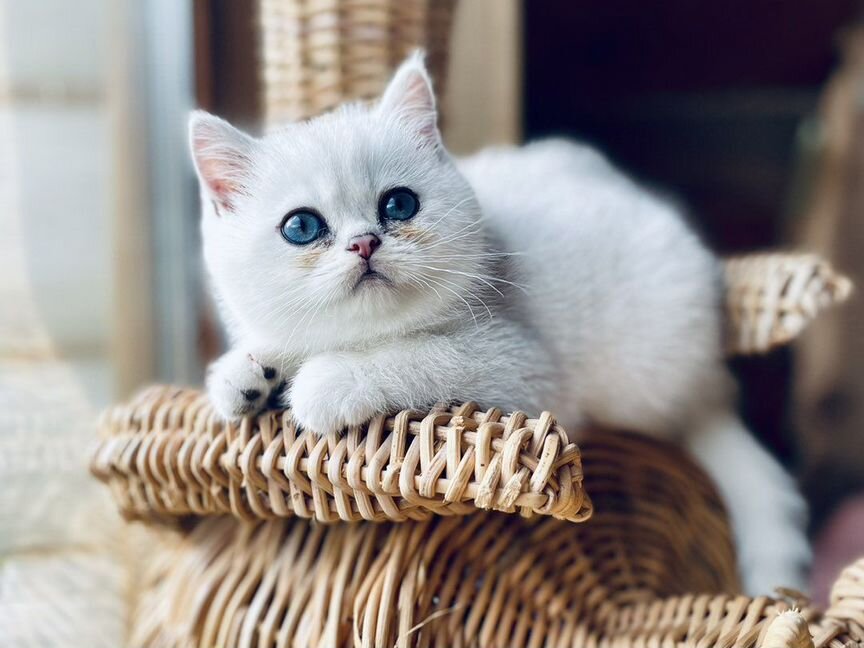 Котенок малышка серебристая шиншилла