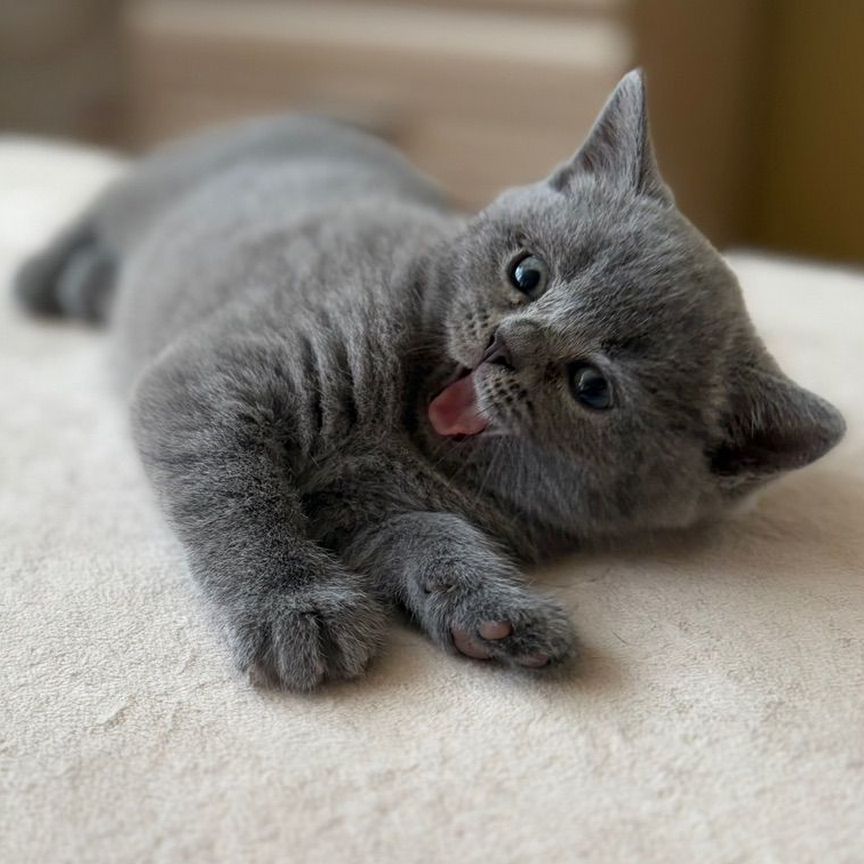 Британский короткошёрстный котёнок