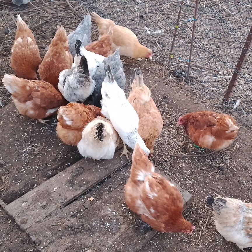 Куры молодки несушки домашние