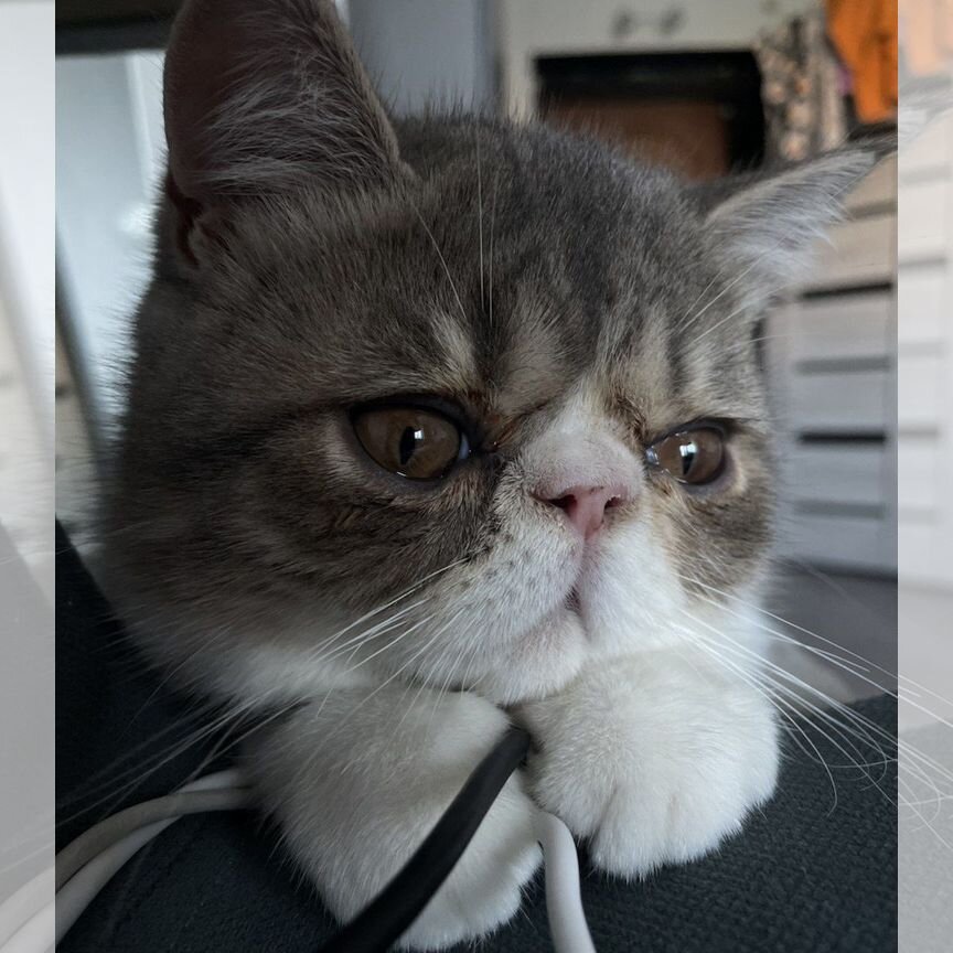 Экзотический короткошёрстный котёнок