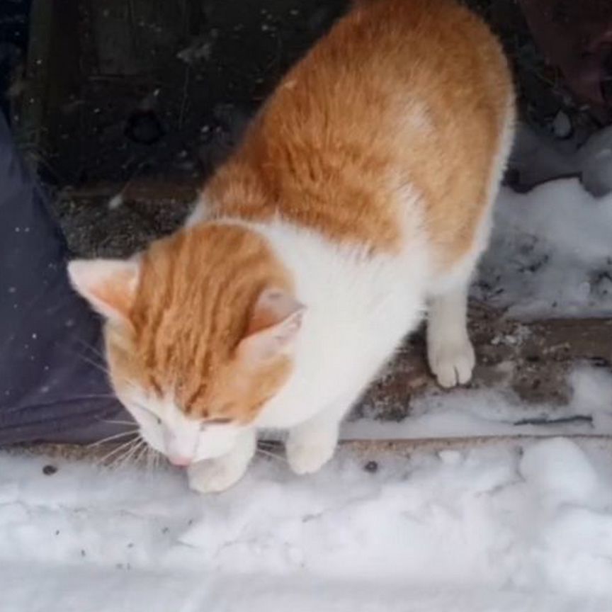 Алтайская, взрослая кошка