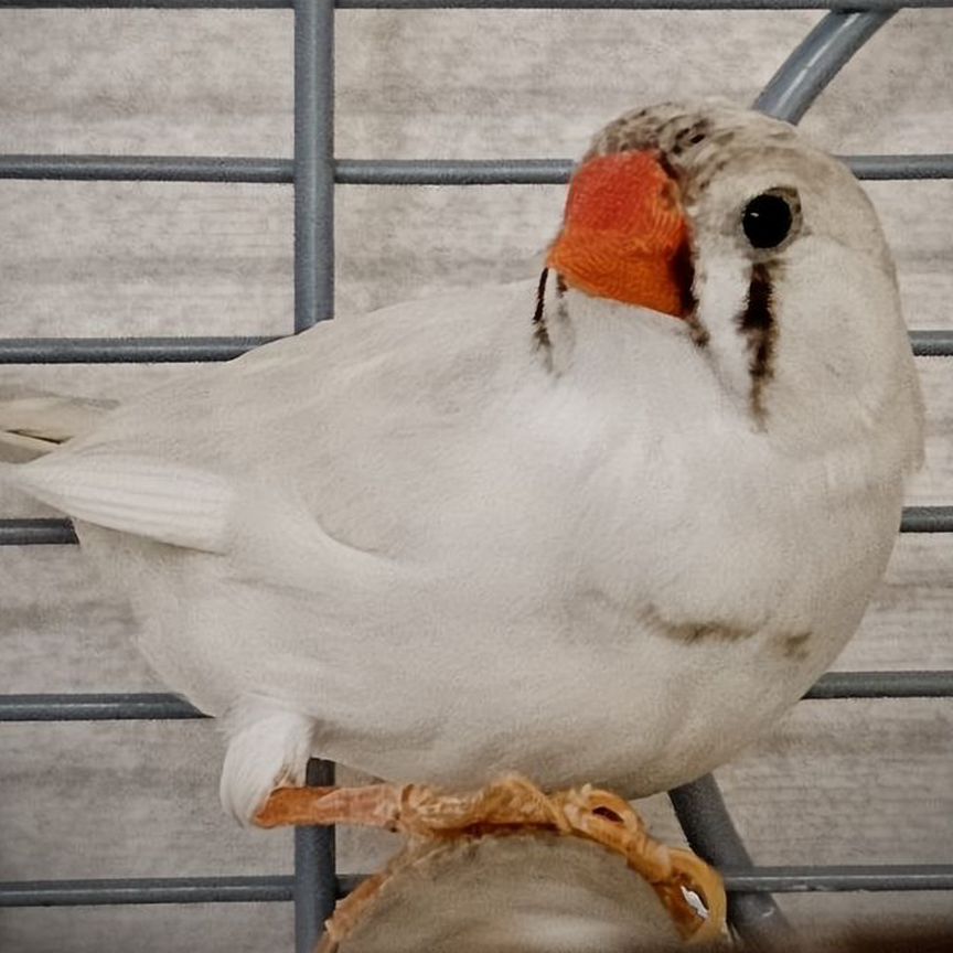 Зебровые амадины