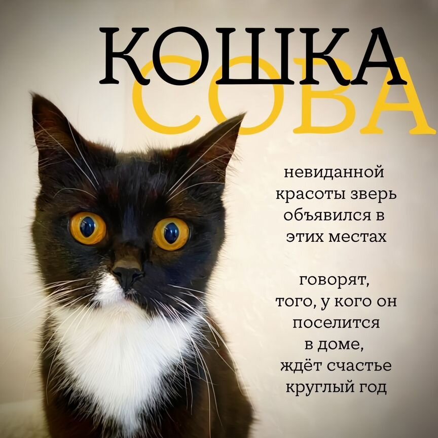 Взрослая, Девочка кошка в добрые руки