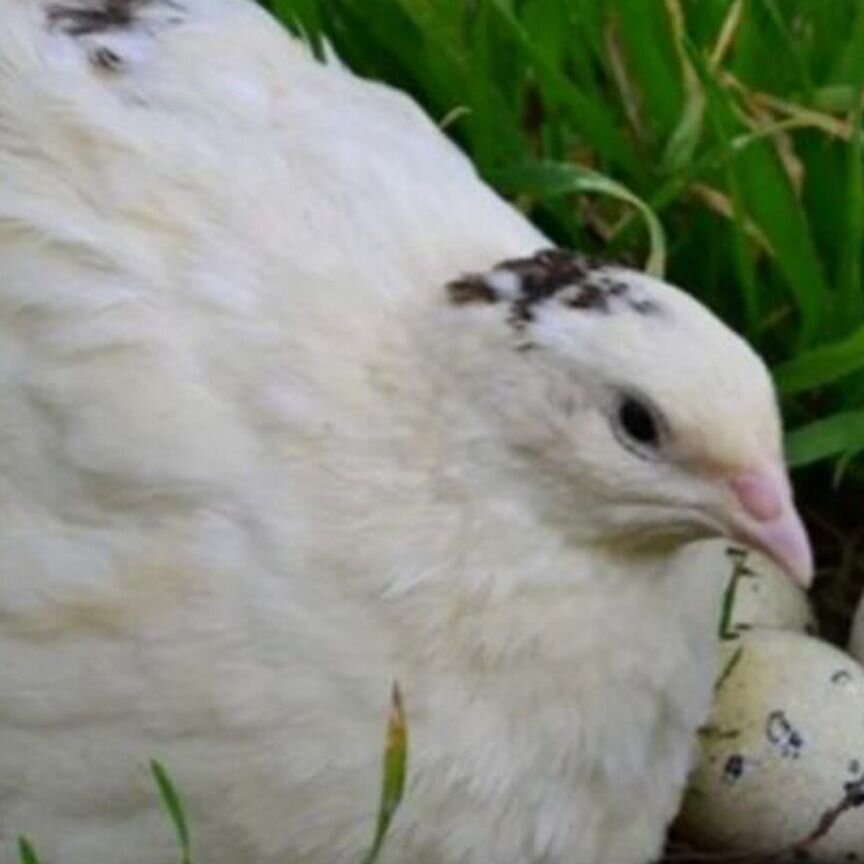 Перепелки несушки, Манчжуские, Моск. гигант