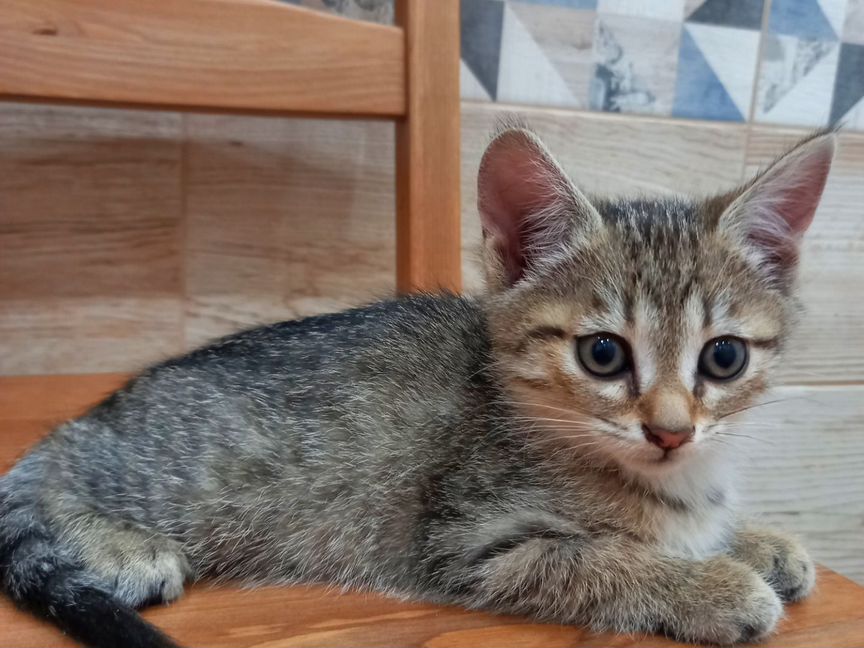 Европейская кошка