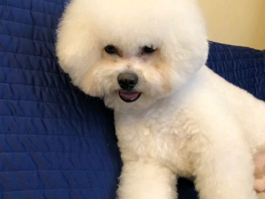 Вязка Бишон фризе