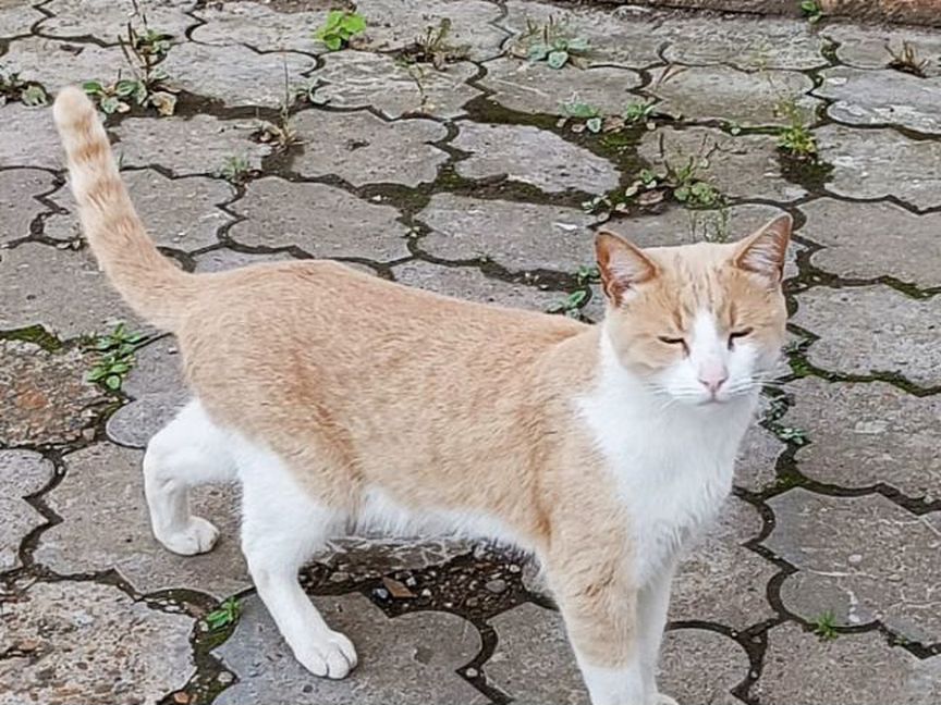 Кот ищет дом (персиковый)