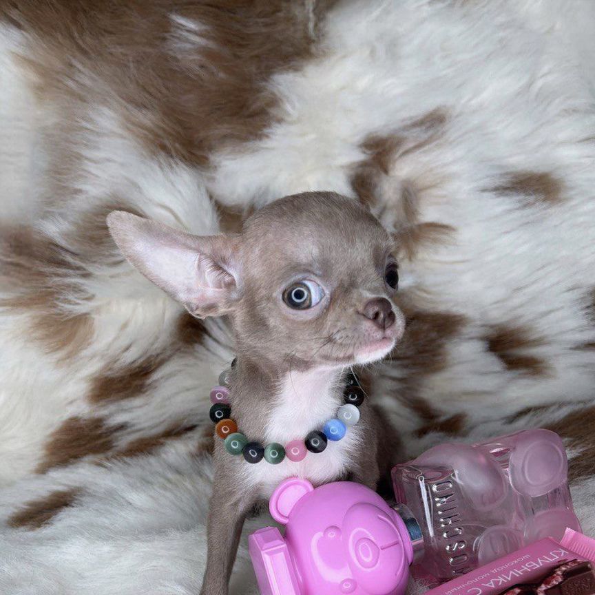 Чихуахуа, щенок