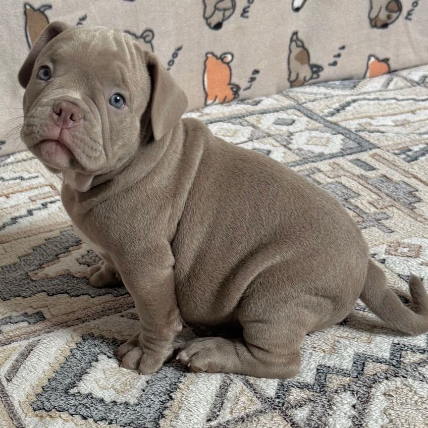Американский булли, щенок