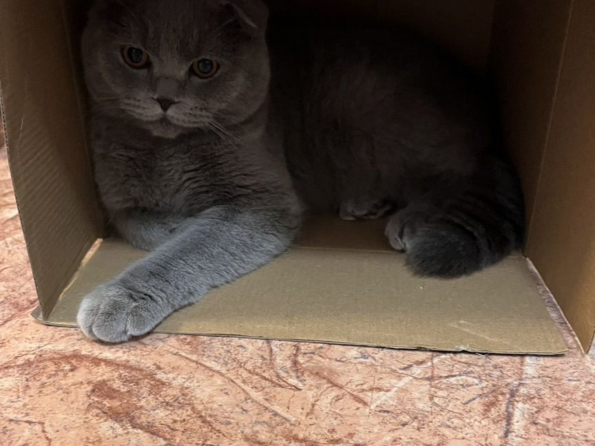 Британский кот