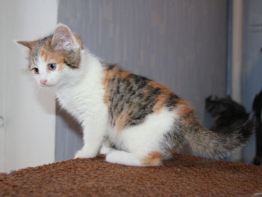 Маленькое трехцветное счастье