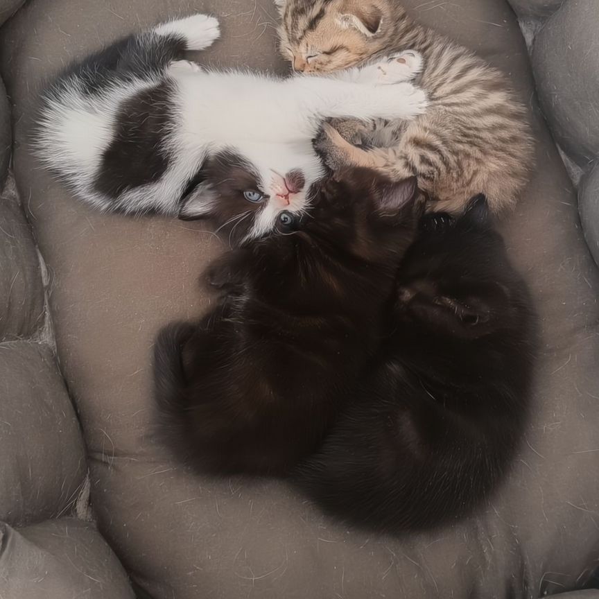 Британский короткошёрстный котёнок