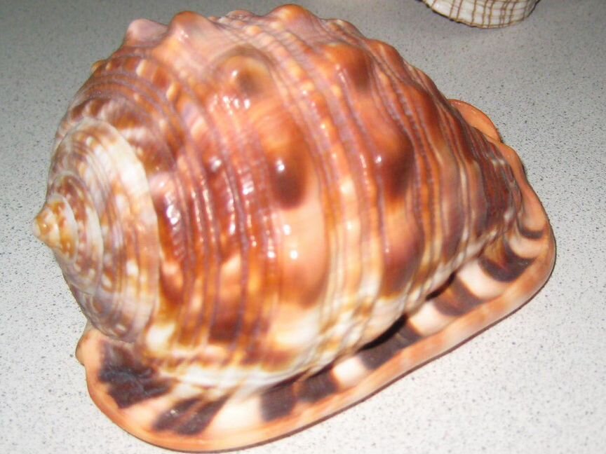 Коллекционная Ракушка Ципрекассис Руфа большая