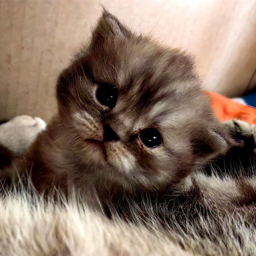 Шотланский котенок