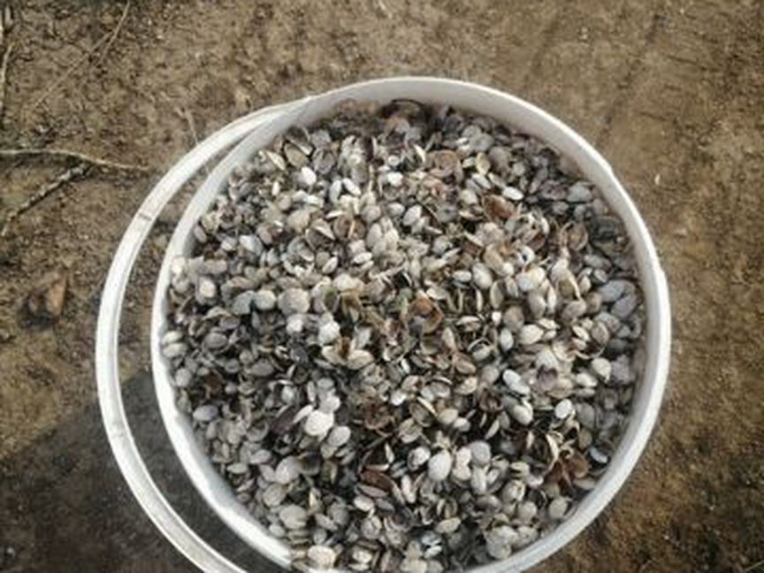 Морская ракушка для птиц