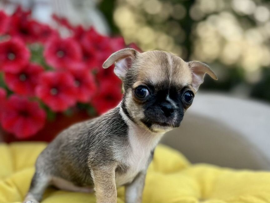 Чихуахуа мини Мальчик