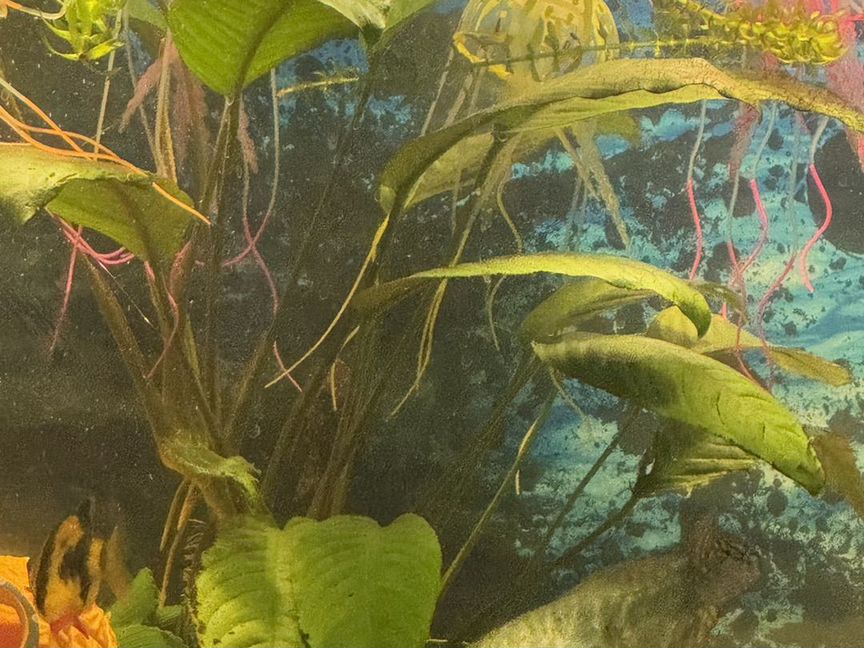 Растения для аквариума