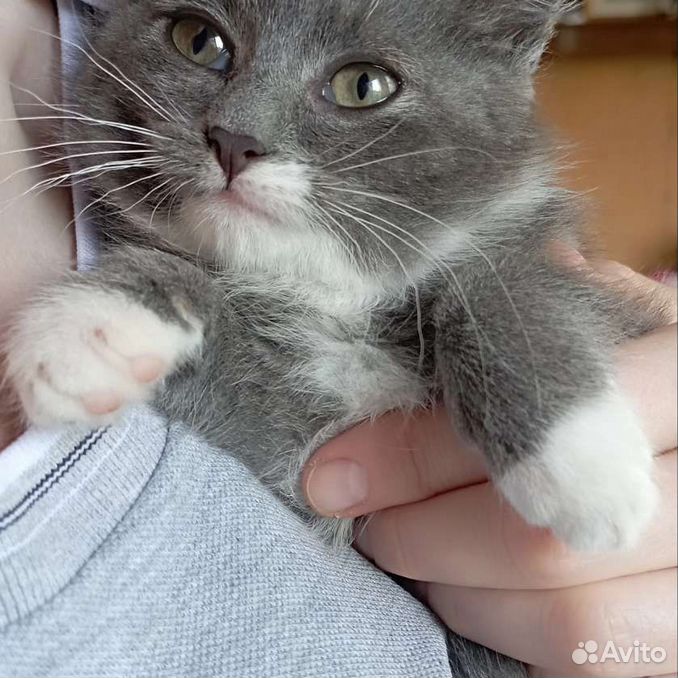 Котёнок Нюша в добрые руки