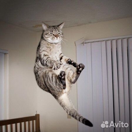 Летающая кошка