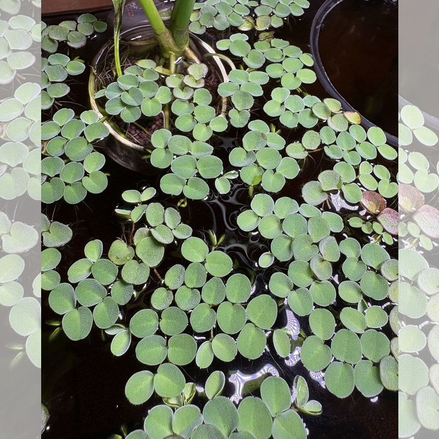 Сальвиния кукулата/клобучковая