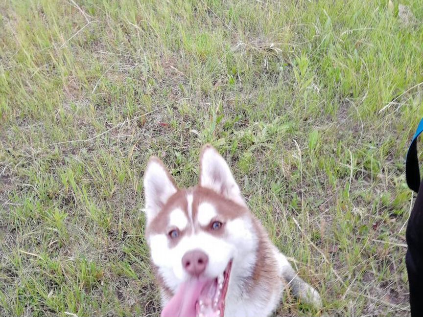 Сибирский хаски вязка