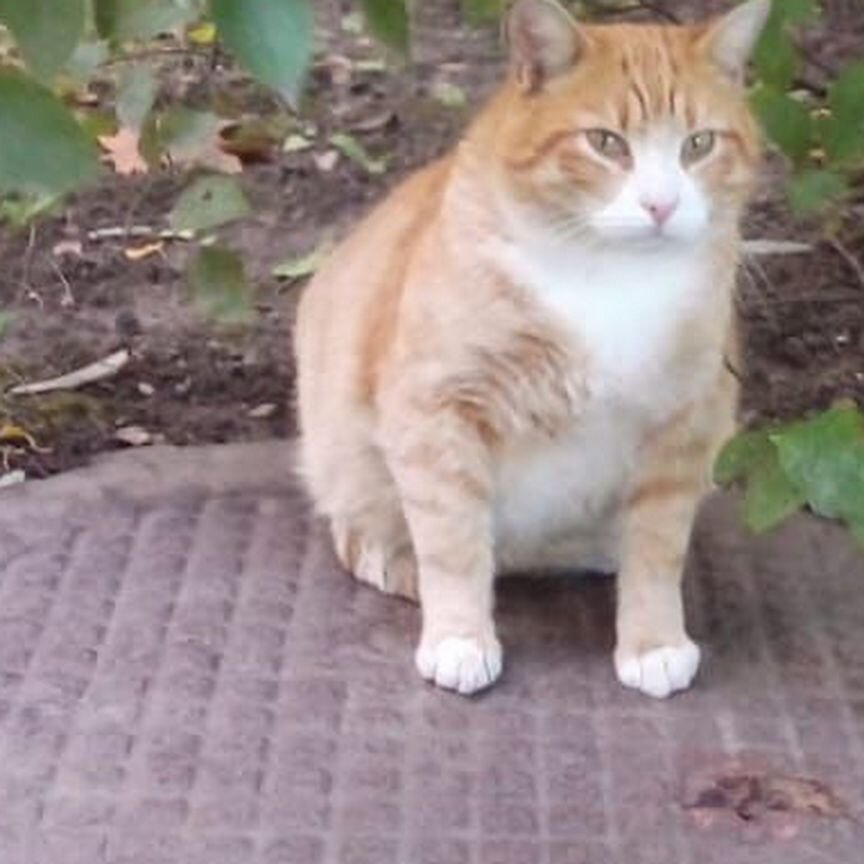 Несчастный, одинокий котик. Ищем дом