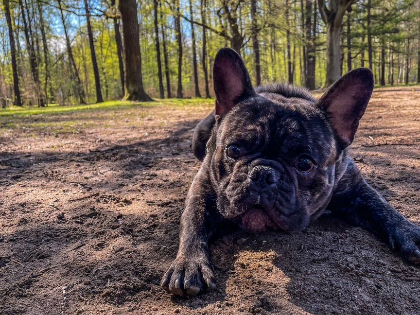 Французский бульдог мальчик 1 год