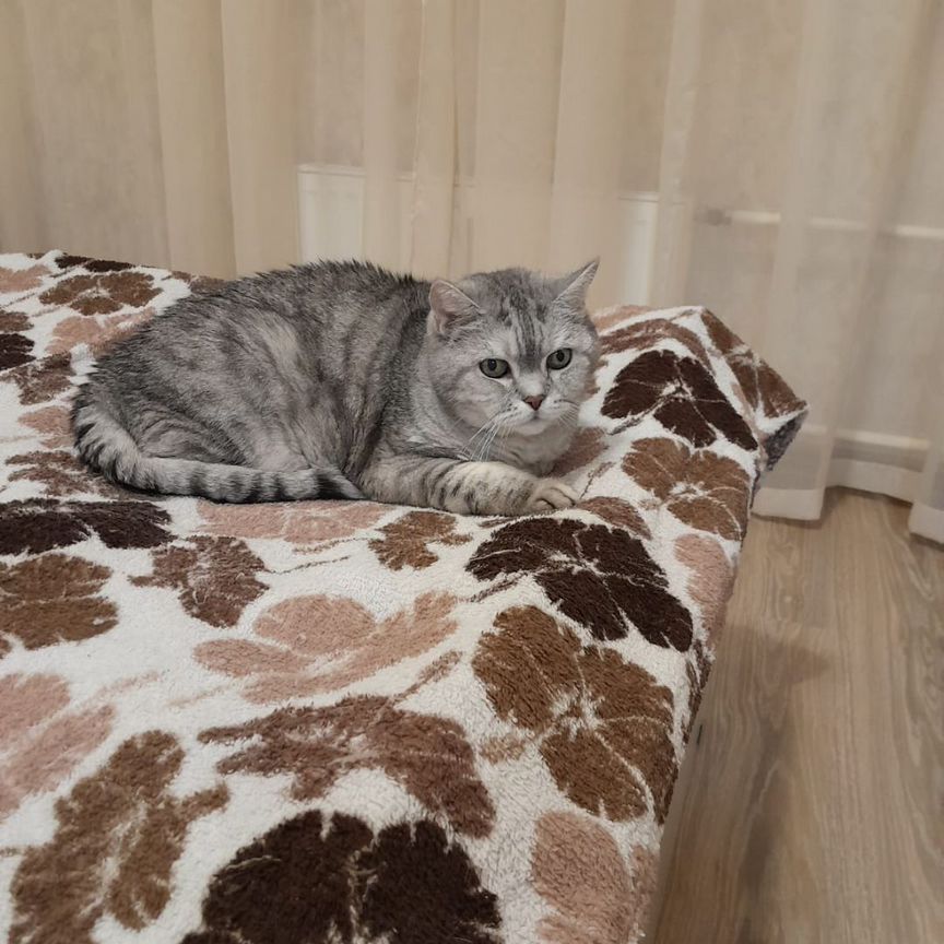 Кот ищет хозяина