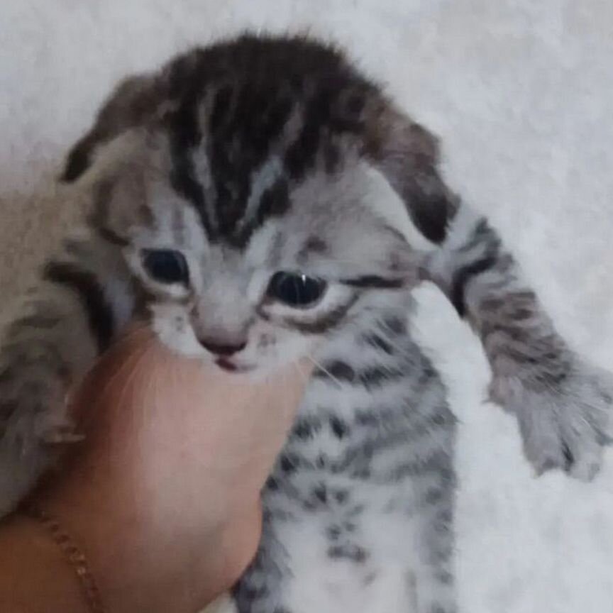 Шотландский вислоухий короткошёрстный котёнок