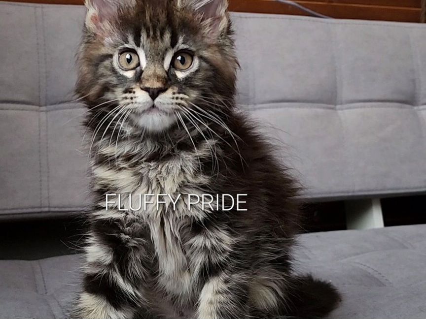 Котята мейн-кун. Питомник fluffy pride