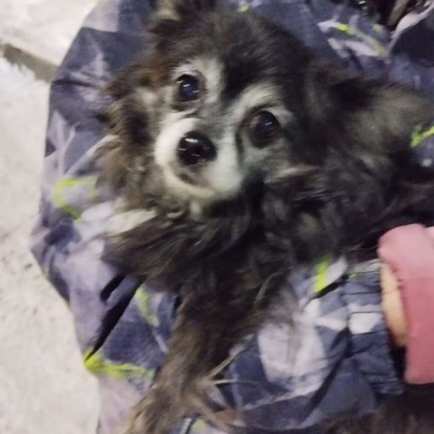 Собачке нужна помощь