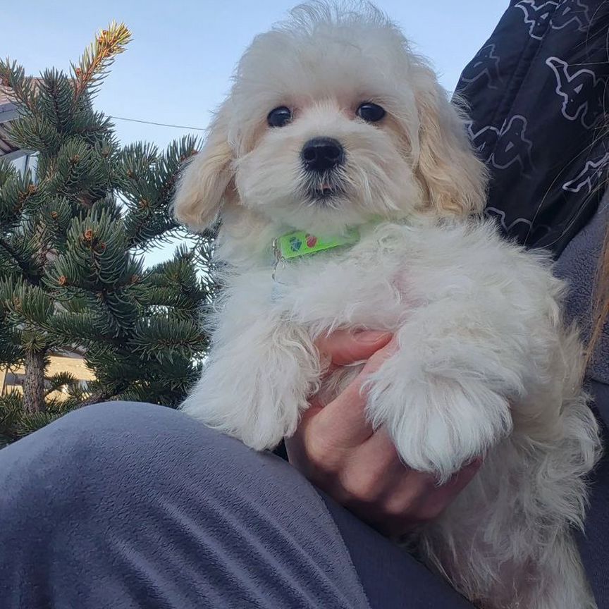 Мальтипу, щенок