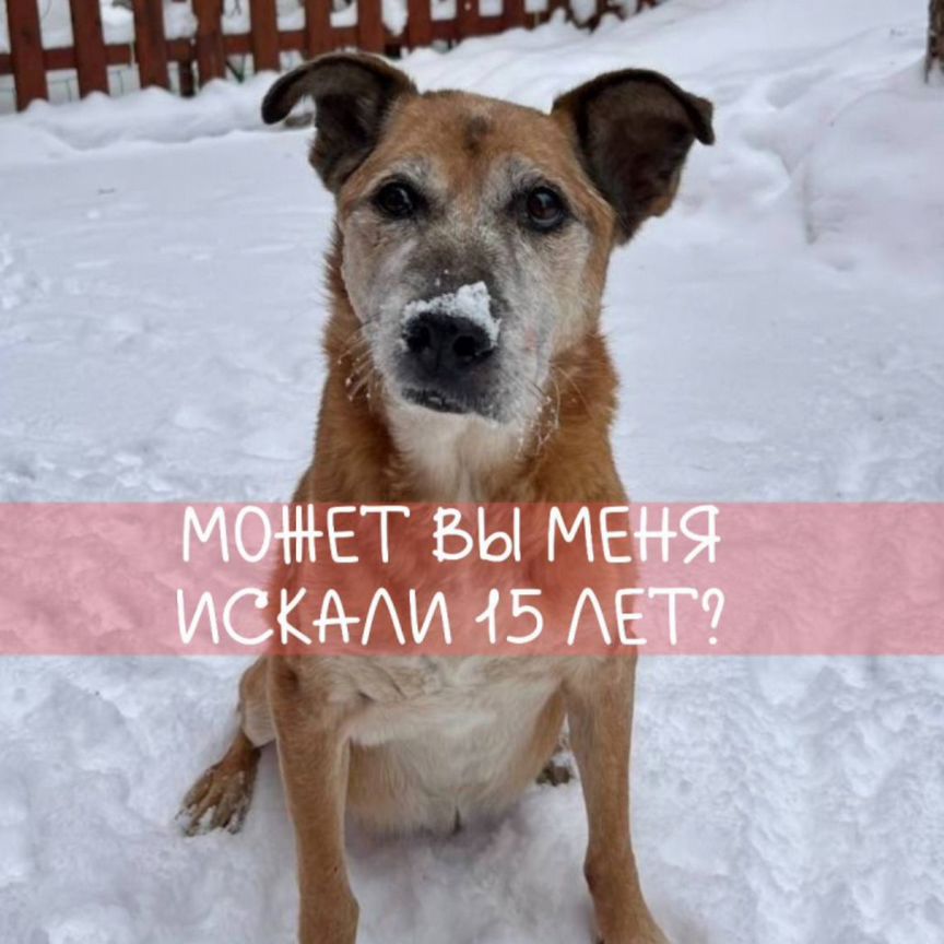 Взрослый пёс в добрые руки