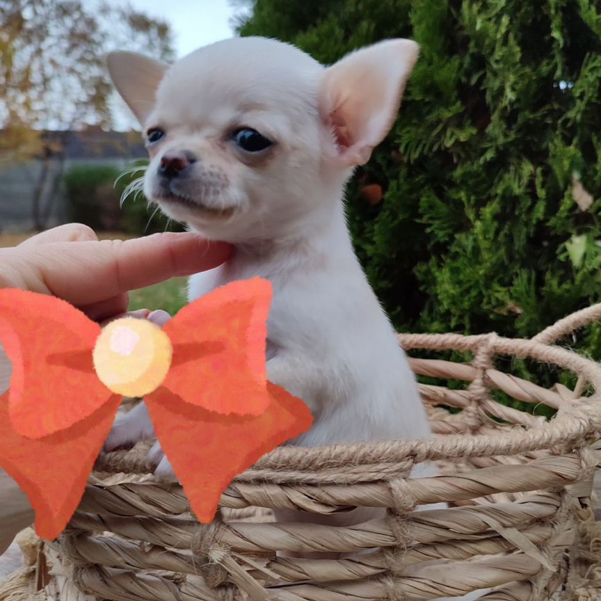 Щенки чихуахуа девочки кремовые