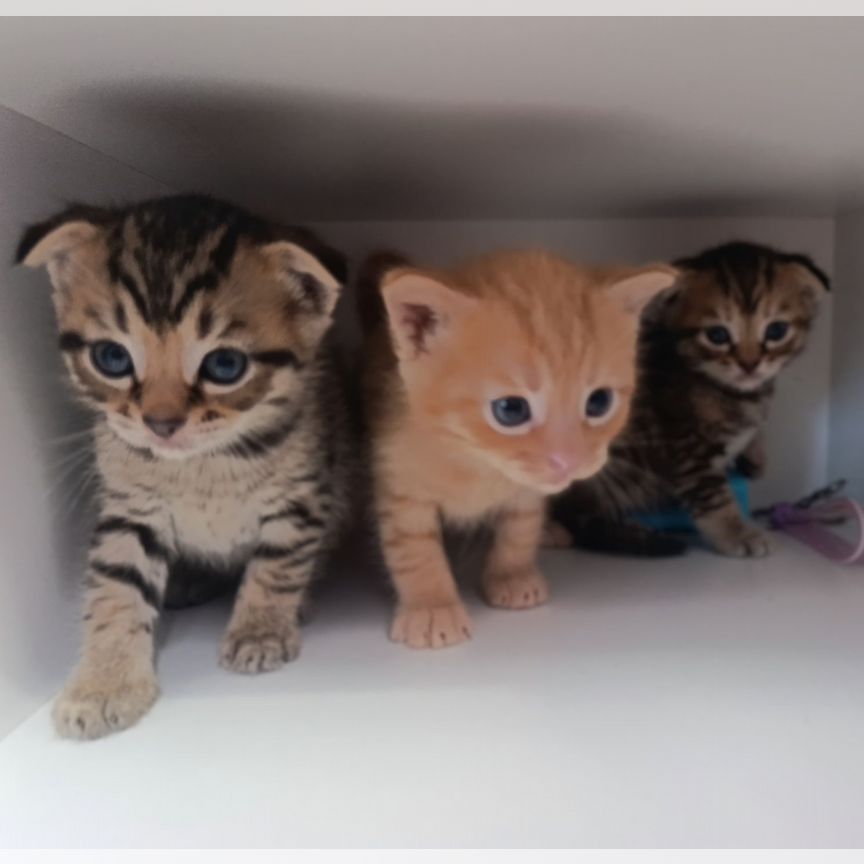 Вислоухие котята