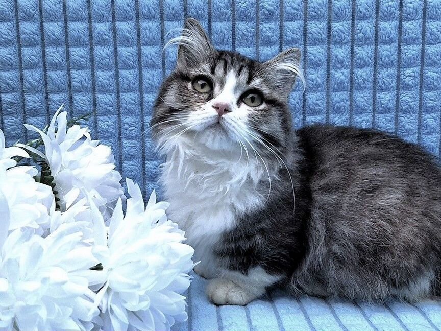 Маленький на коротких лапках котик-манчкин