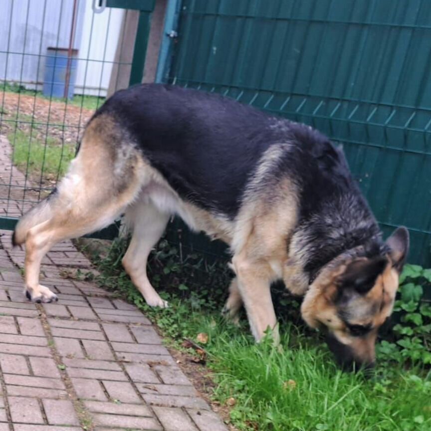 Восточно европейская овчарка