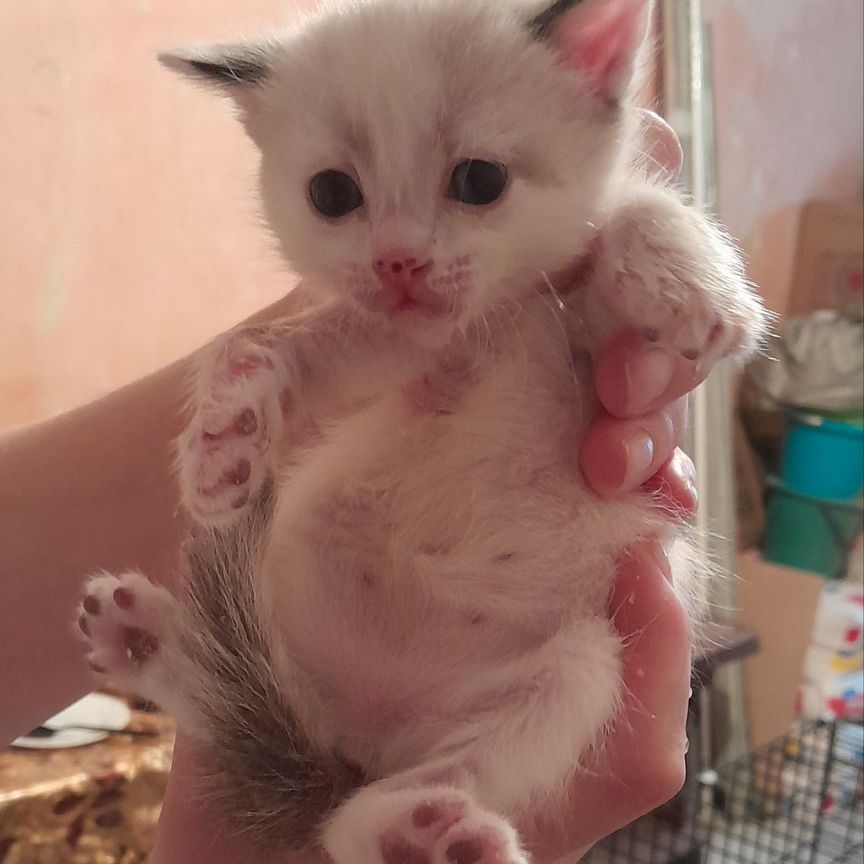 Тайские котята