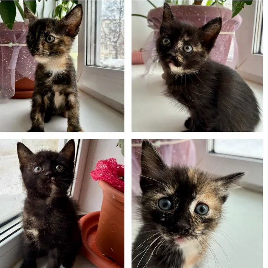 Котёнок от частного владельца